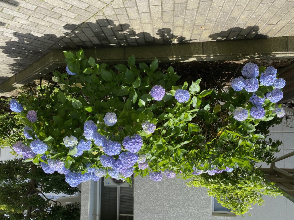 Hydrangeas – Takayuki Suzuki Official Website